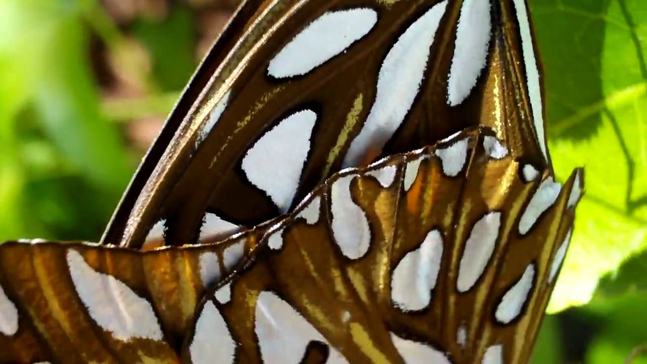 Hot Butterfly Fun - YouTube
