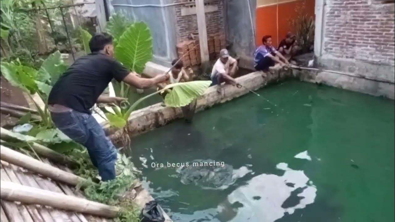 Mancing borongan ikan lele babon babon.. - YouTube