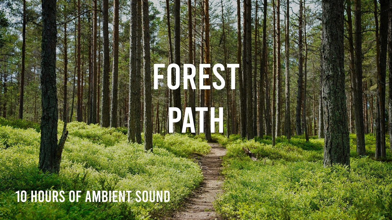 Calming Forest Path | 10 Hour Ambient sound that helps with Anxiety and ...
