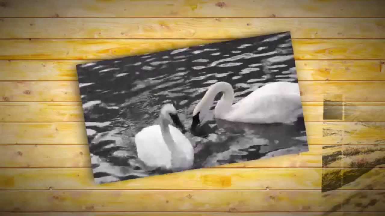 Fotodream - Digital Photo Frame Slideshow for Android - YouTube