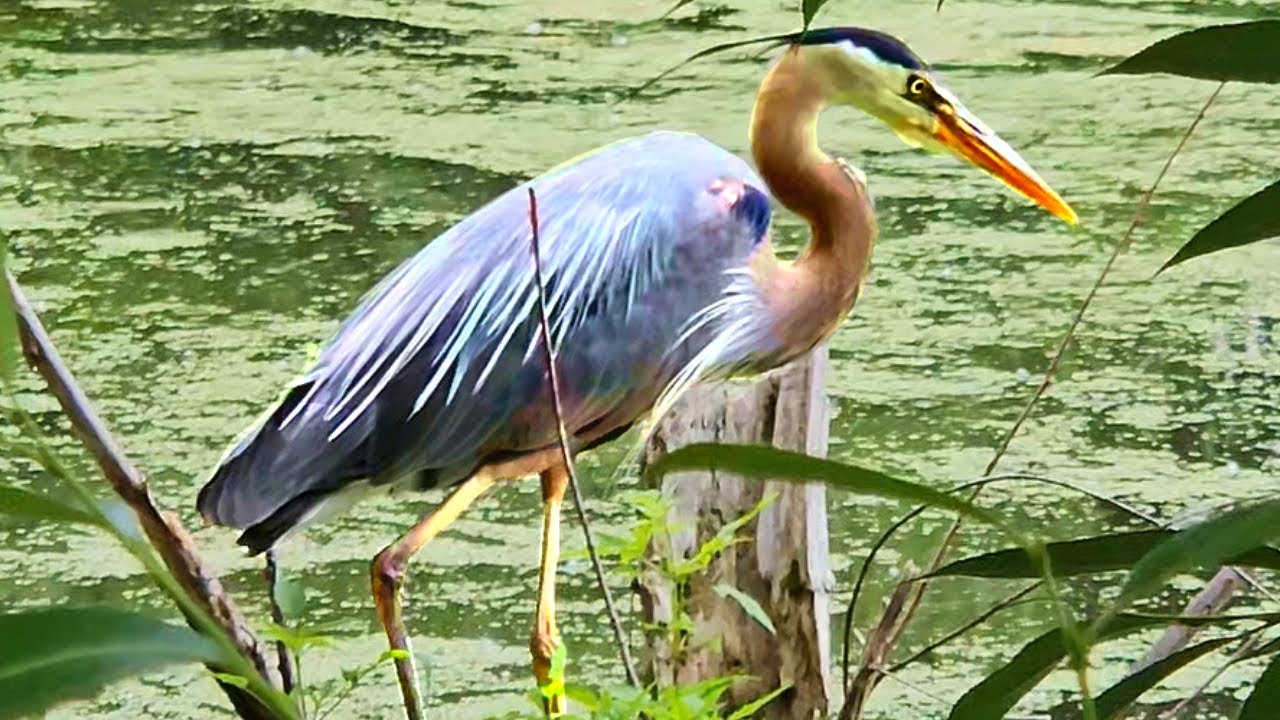 Great Blue Heron Multiple Angles (With Nature Sounds) - YouTube