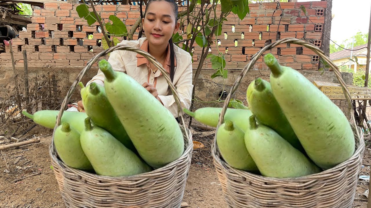 Pick gourd in home grandmother for my recipe / Harvest good gourd ...