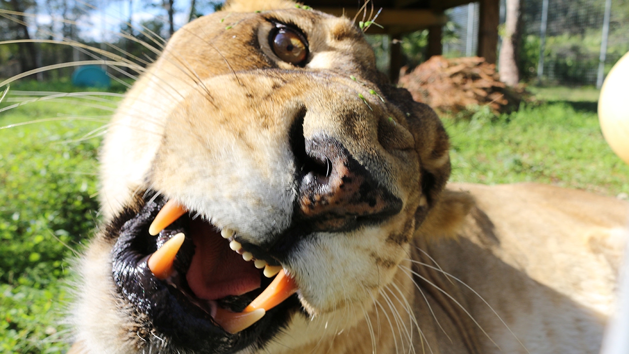 Lion! Big, Bad, and Scary?! - YouTube