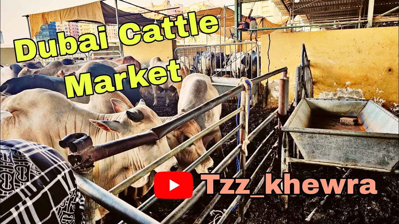 Exploring the Vibrant Cattle Market in Dubai, UAE - YouTube