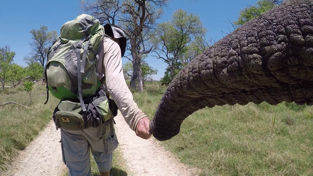Walking with Elephants! Doug hand in trunk with Jabu the elephant ...