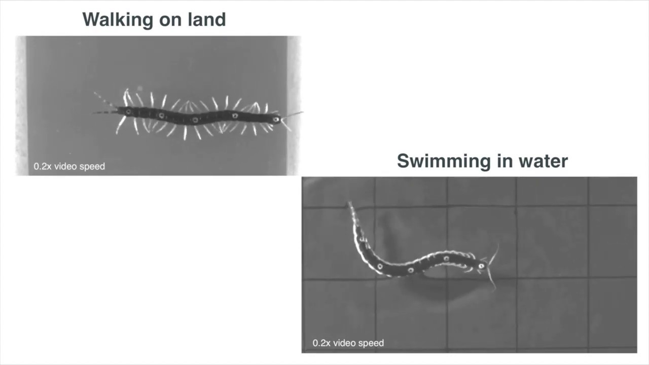 Navigating Land and Water: How Centipedes Walk and Swim_short ver ...