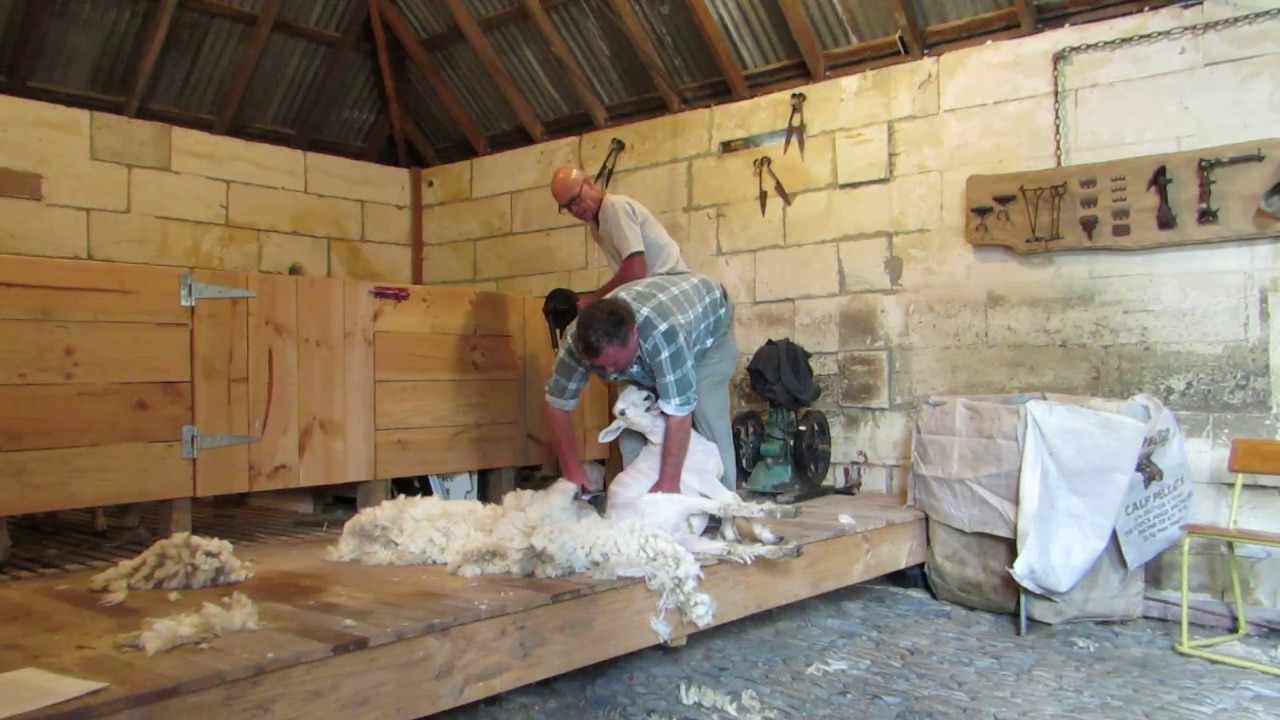 Sheep shearing with a hand powered machine - Totara Estate, Oamaru, New ...