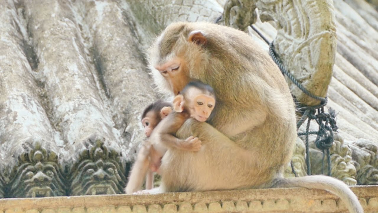 Very Pity...Absolutely Pitiful Baby Tesla Monkey Just Falling And Teva ...