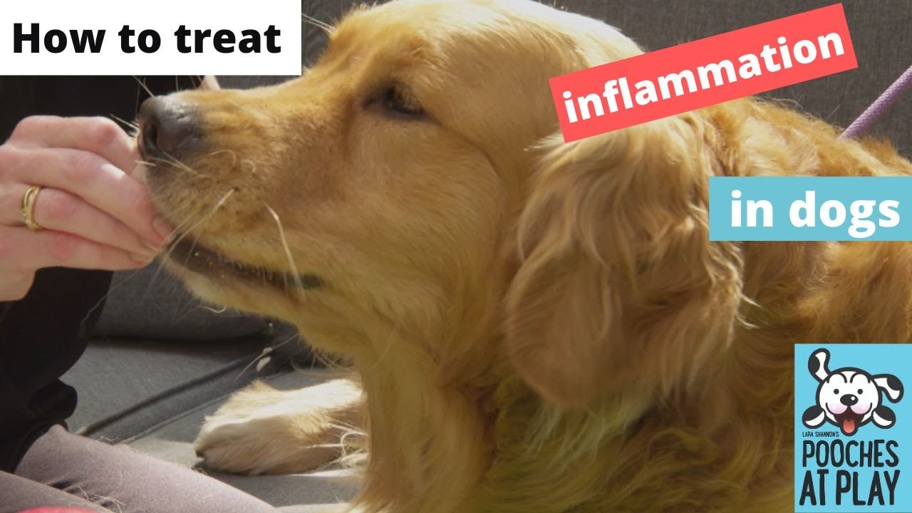How to treat gut inflammation in dogs - YouTube