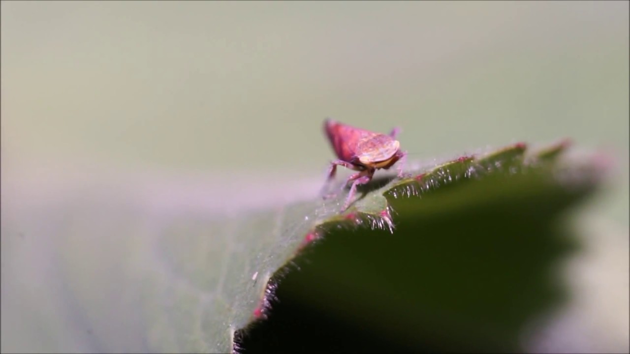 Funny Dancing Bug - YouTube