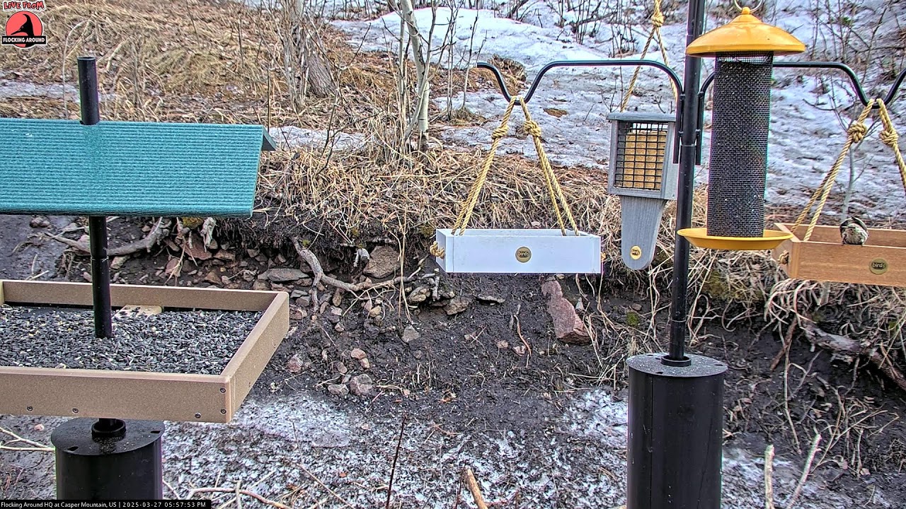 03/27/2025: Backyard Birdwatching Bonanza! Watch the Flocking Around Bird Cam Daily @ 7:00 AM ...