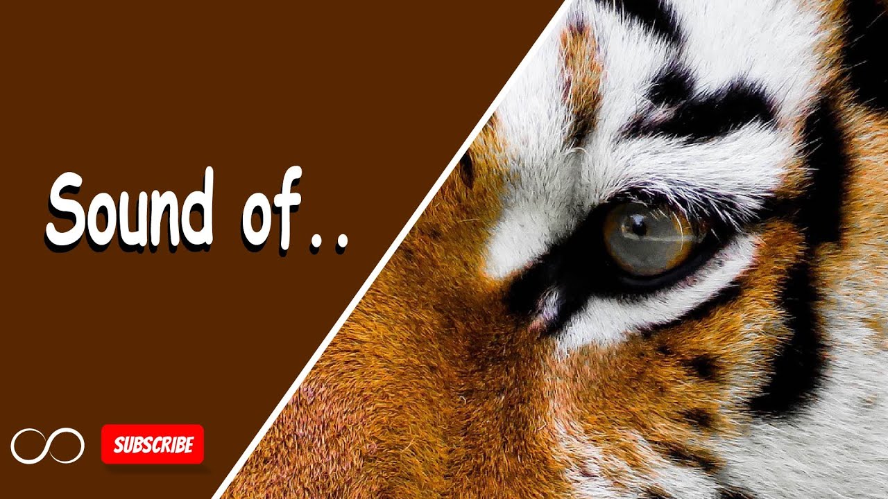 Animal Sounds for Children | @animalplanet | Sound of TIGER - YouTube