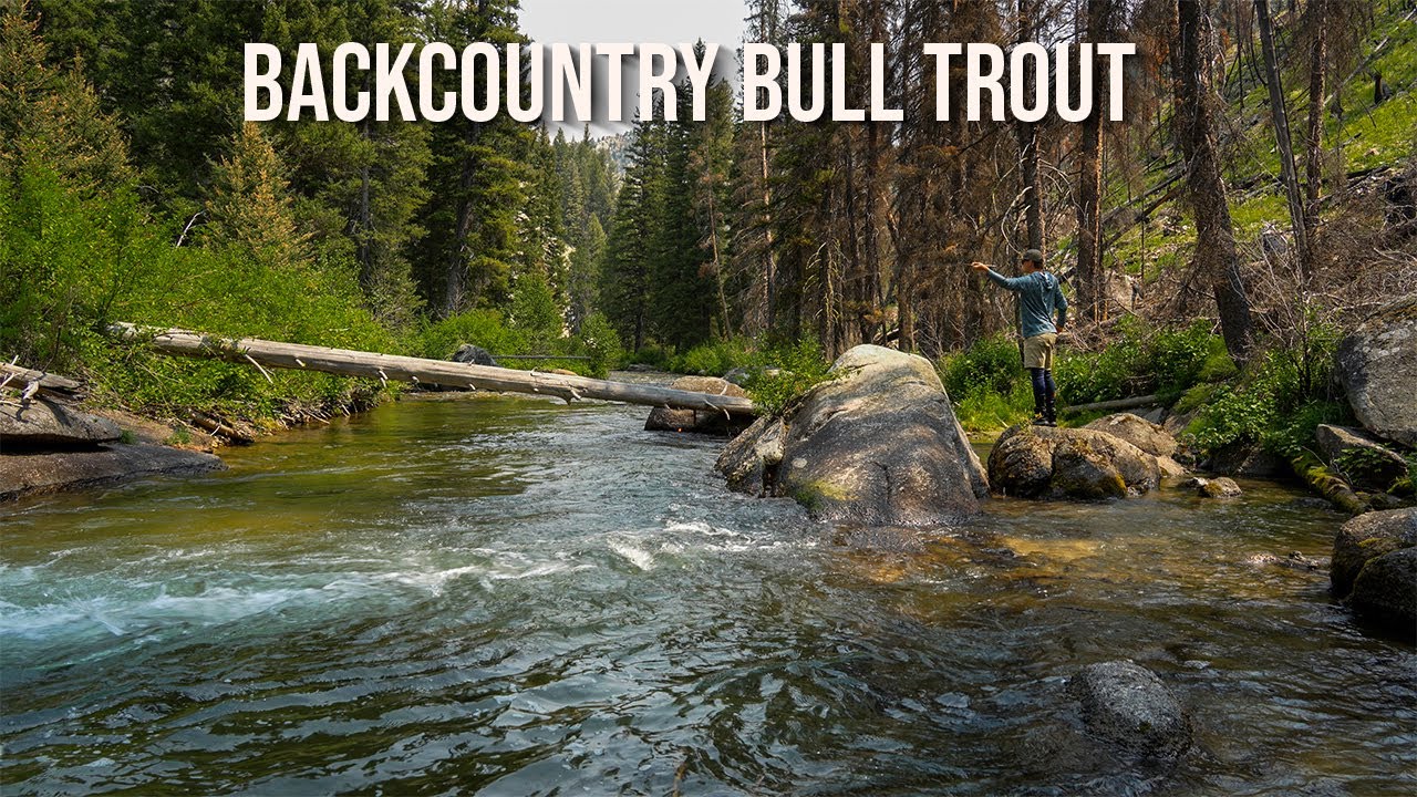 Caught My First Bull Trout This Year! (Fly Fishing for Bull Trout ...