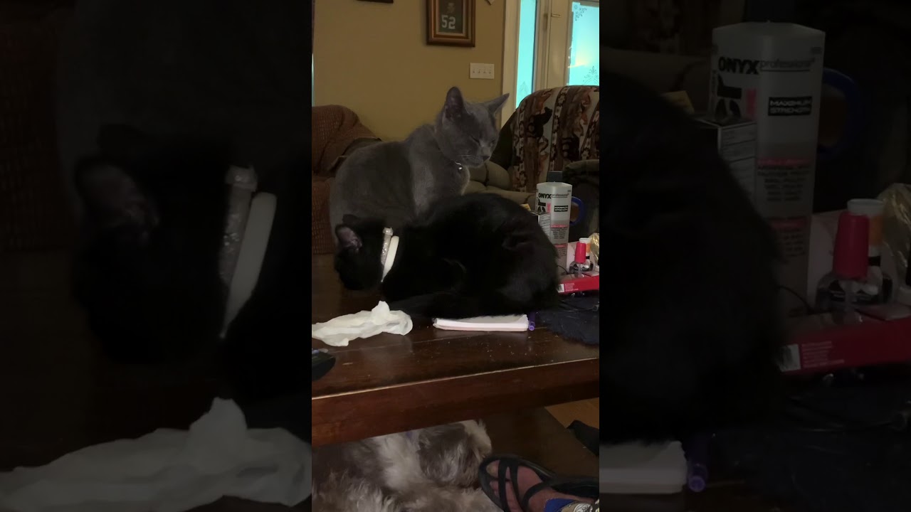 Head bobbing cat - YouTube