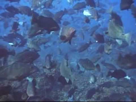 Belize Grouper Spawning - YouTube