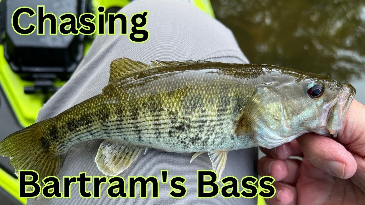 Chasing the SC Black Bass Slam: Bartram's Bass Fishing Adventure on the ...