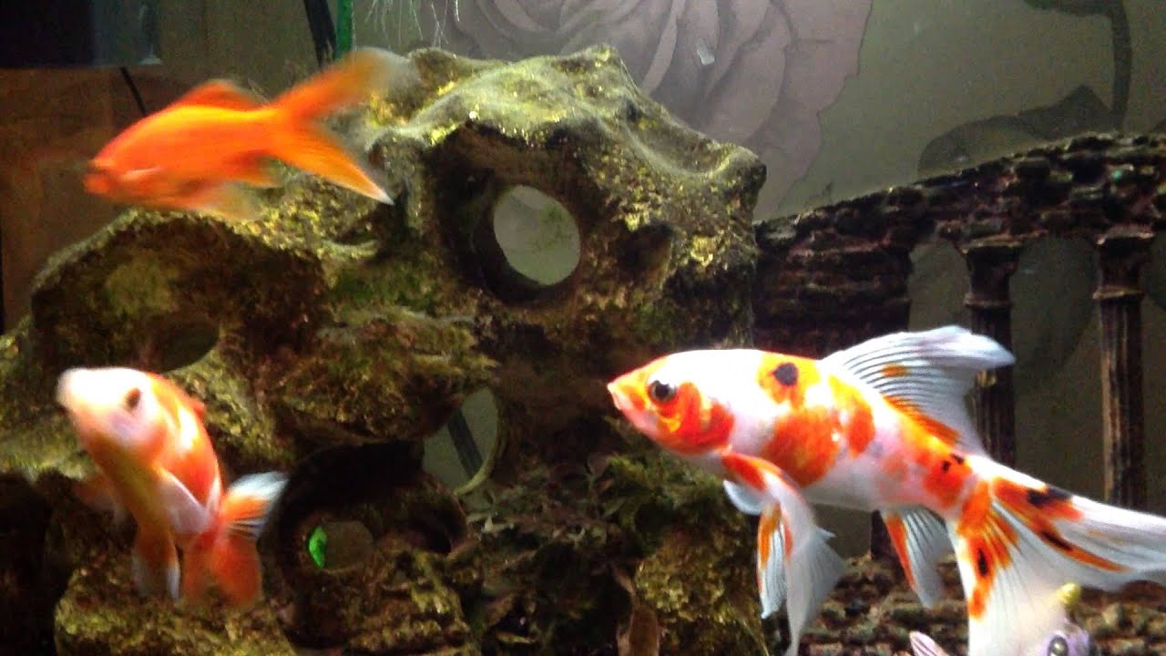 Fish - YouTube