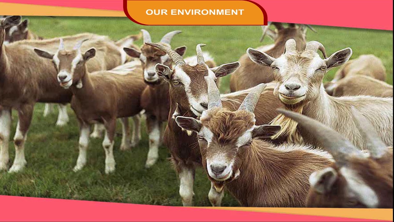 Our Environment class-7 - YouTube