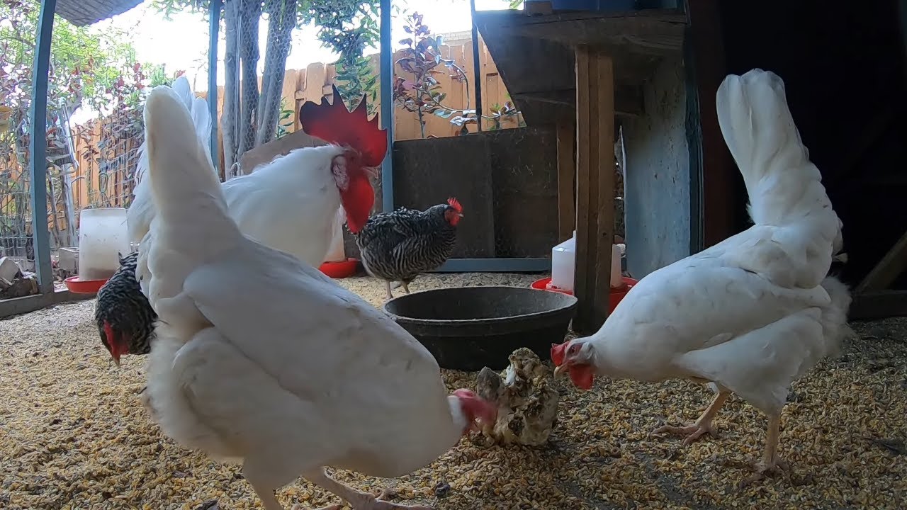 Backyard Chickens Relaxing Chicken Activity Video Sounds Noises Hens ...