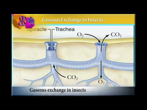 GASEOUS exchange in INSECTS - YouTube