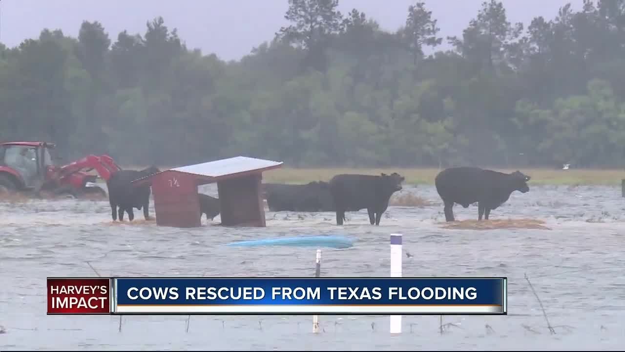 Cows rescued from Texas flooding - YouTube