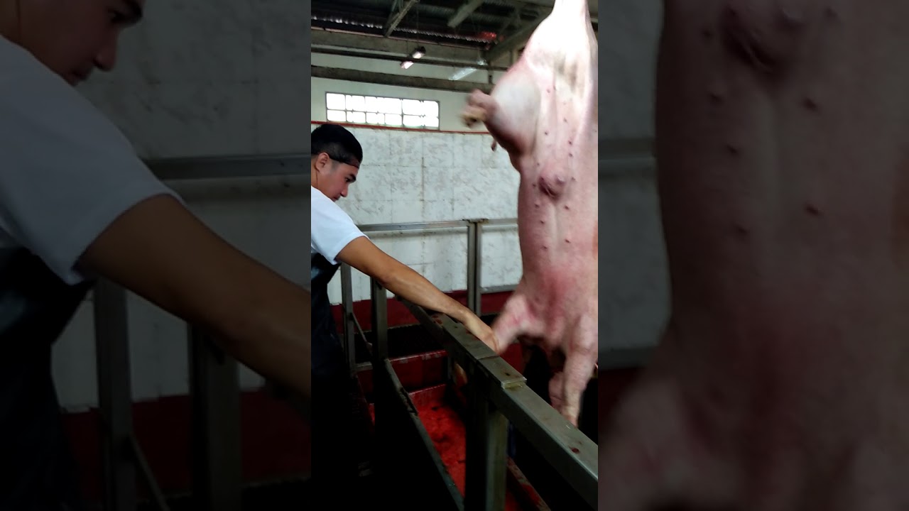 @slaughterhouse sticking nd bleeding🐷🐽 - YouTube