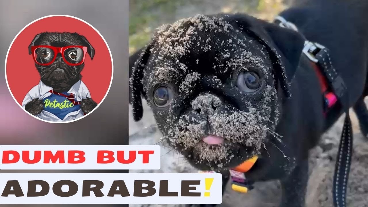 Funny and Dumb Pets That’ll Leave You Crying with Laughter! - YouTube