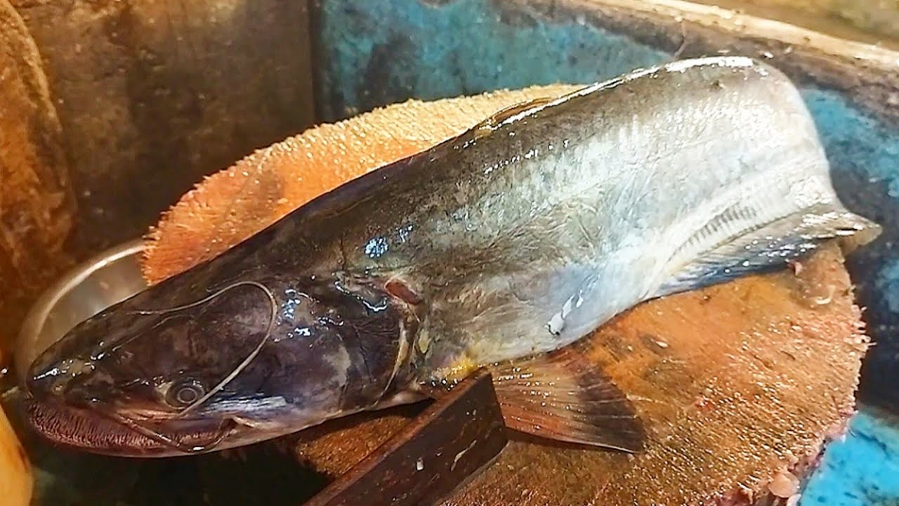 lncredible big Bual fish Cutter Live ln Bangladesh by fish cutting ...