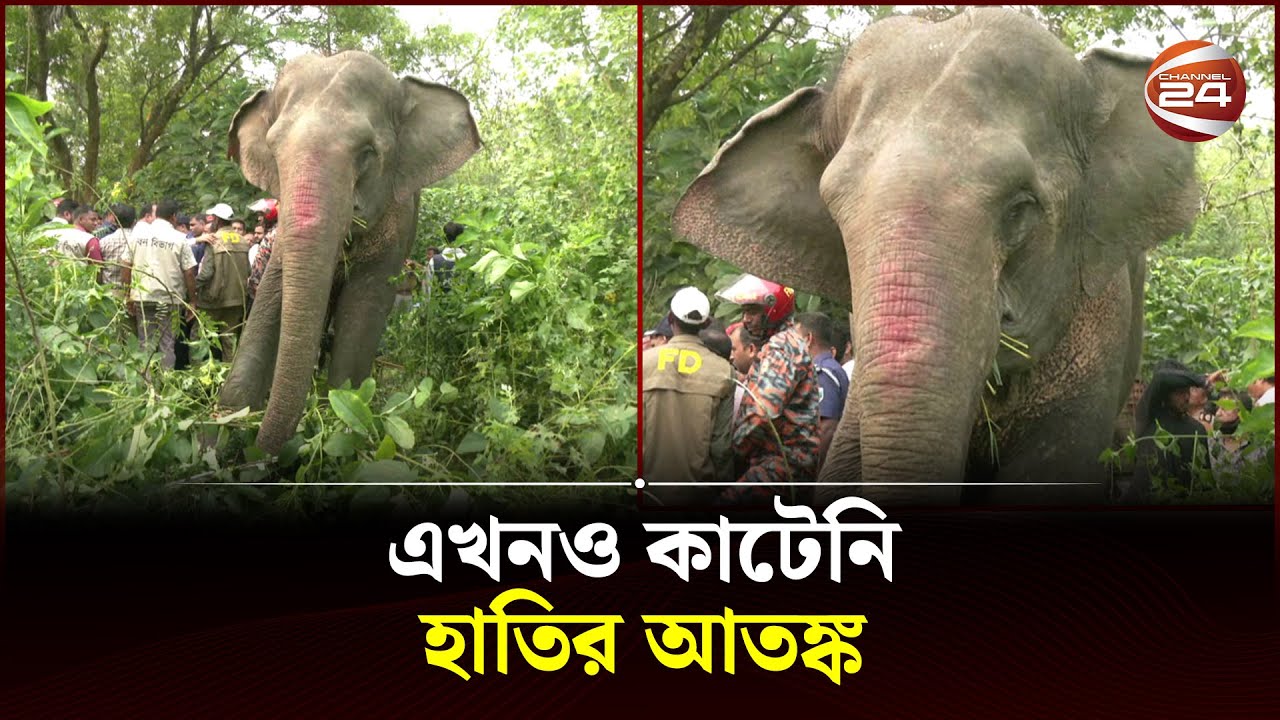 দুই বারের চেষ্টায় তানোরে উন্মত্ত হাতিটিকে উদ্ধার করা হয়েছে | Elephant ...