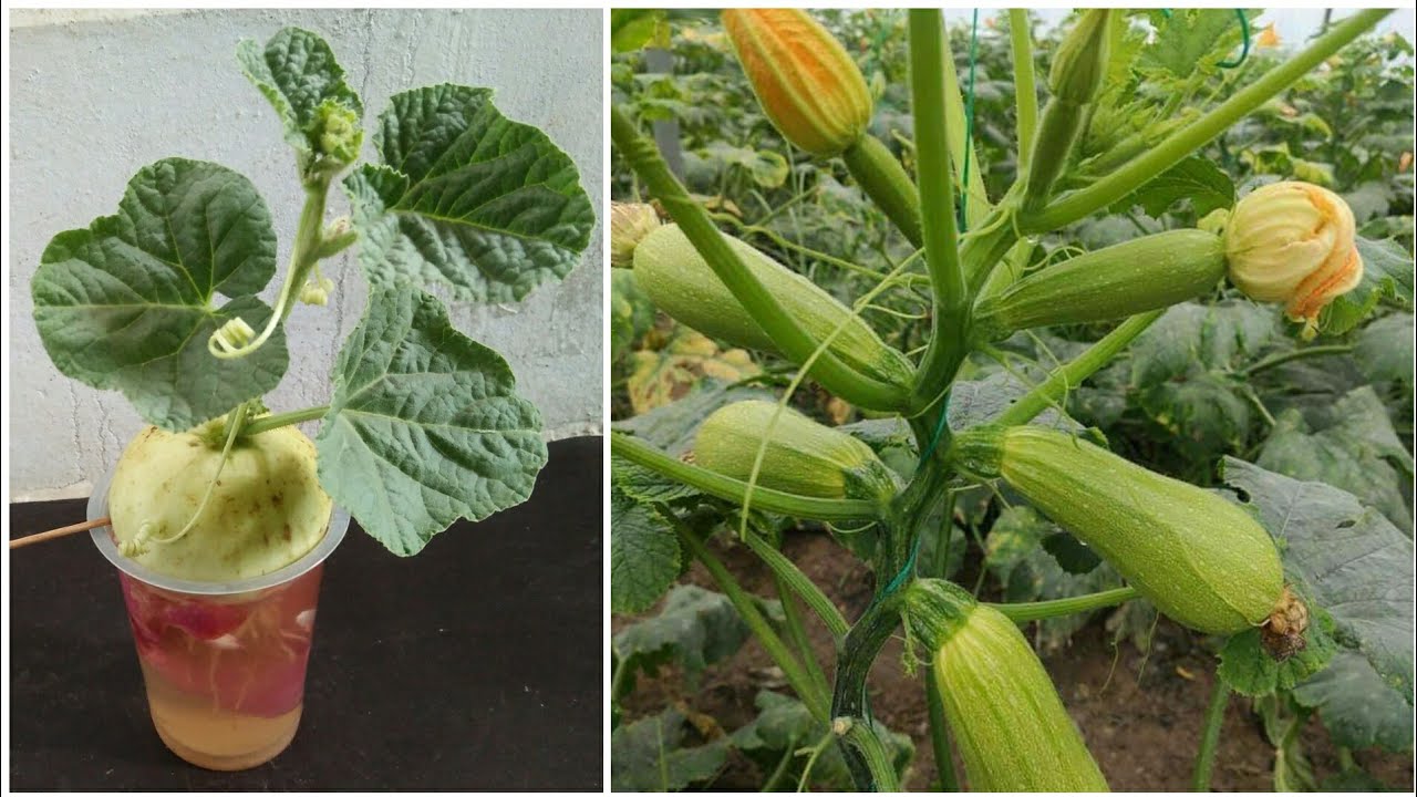 Unique idea, How to propagate Bottle Guard/pumpkin at home, grow bottle ...
