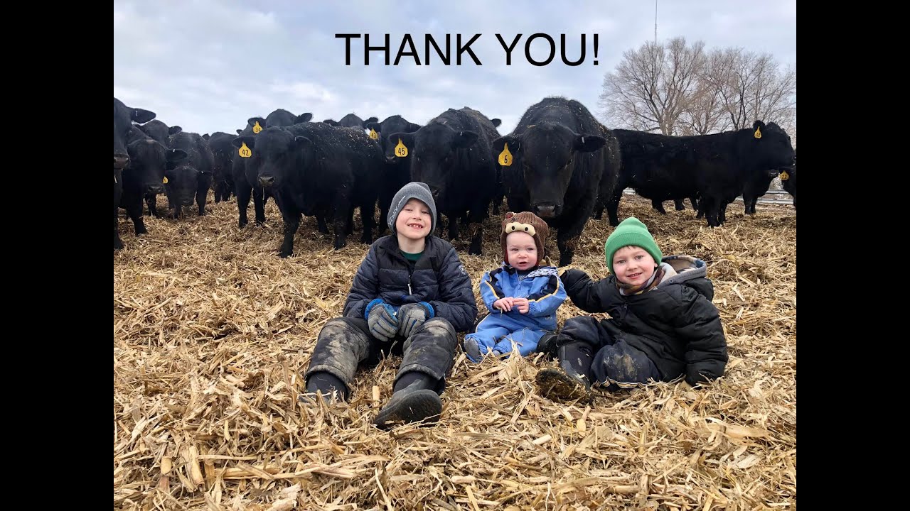 Tokach Angus Ranch 2023 Annual Sale - YouTube