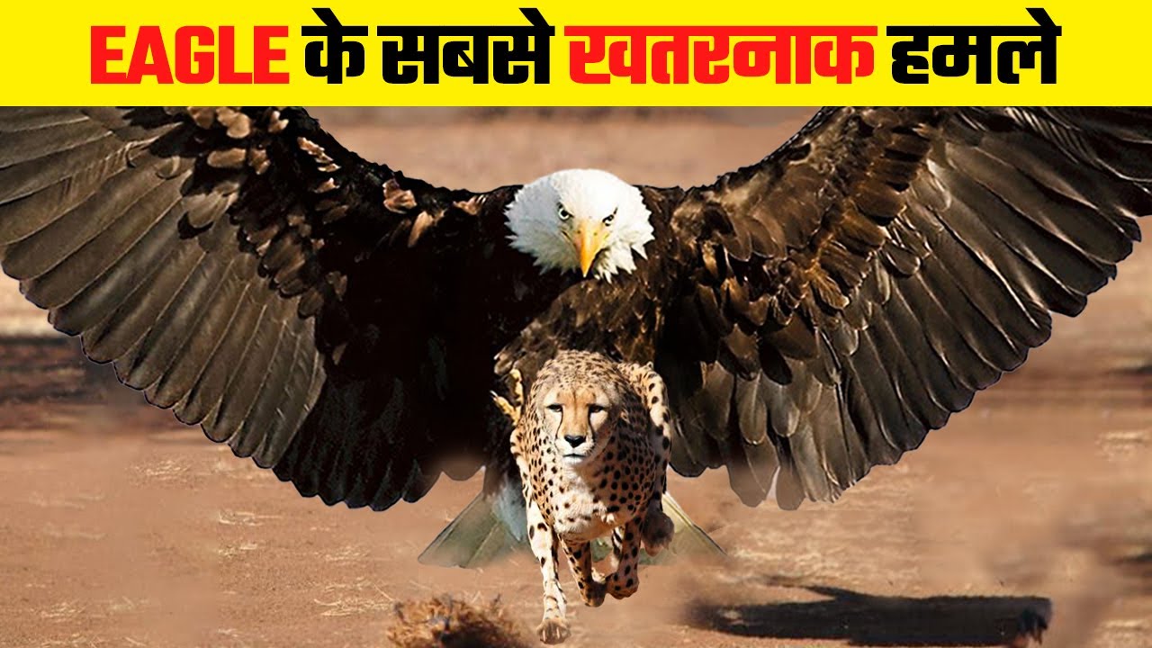 ईगल इतने खतरनाक क्यों होते है | Most Dangerous Eagle Attacks Caught on ...