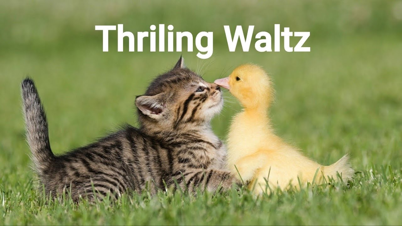 감격스러운 왈츠 ️ Thriling Waltz 🍀 - YouTube