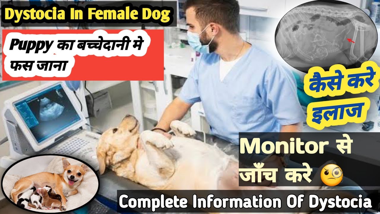 female डॉग के Puppy Stuck हो जाना 😱 || Dystocia in dogs || causes ...