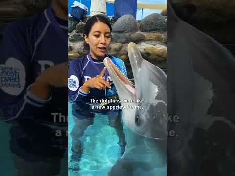 #HistoriasDolphin ~ Jessica 🐬💙 | Dolphin Discovery - YouTube