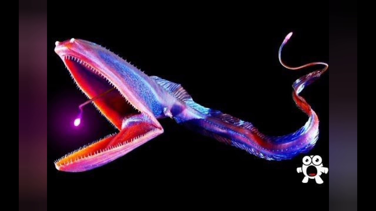 creatures looking through the window - YouTube