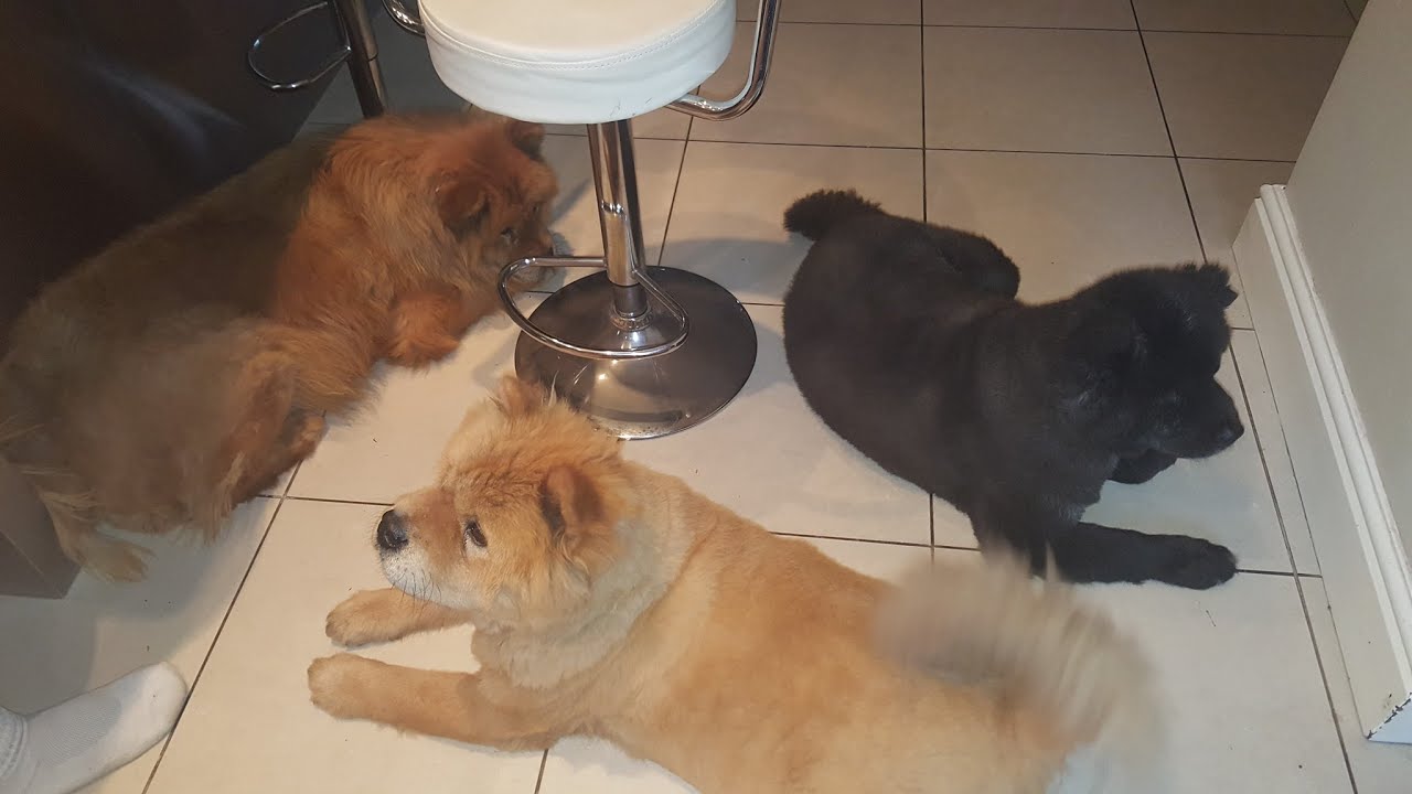 Chow Chow - Food Aggression - YouTube