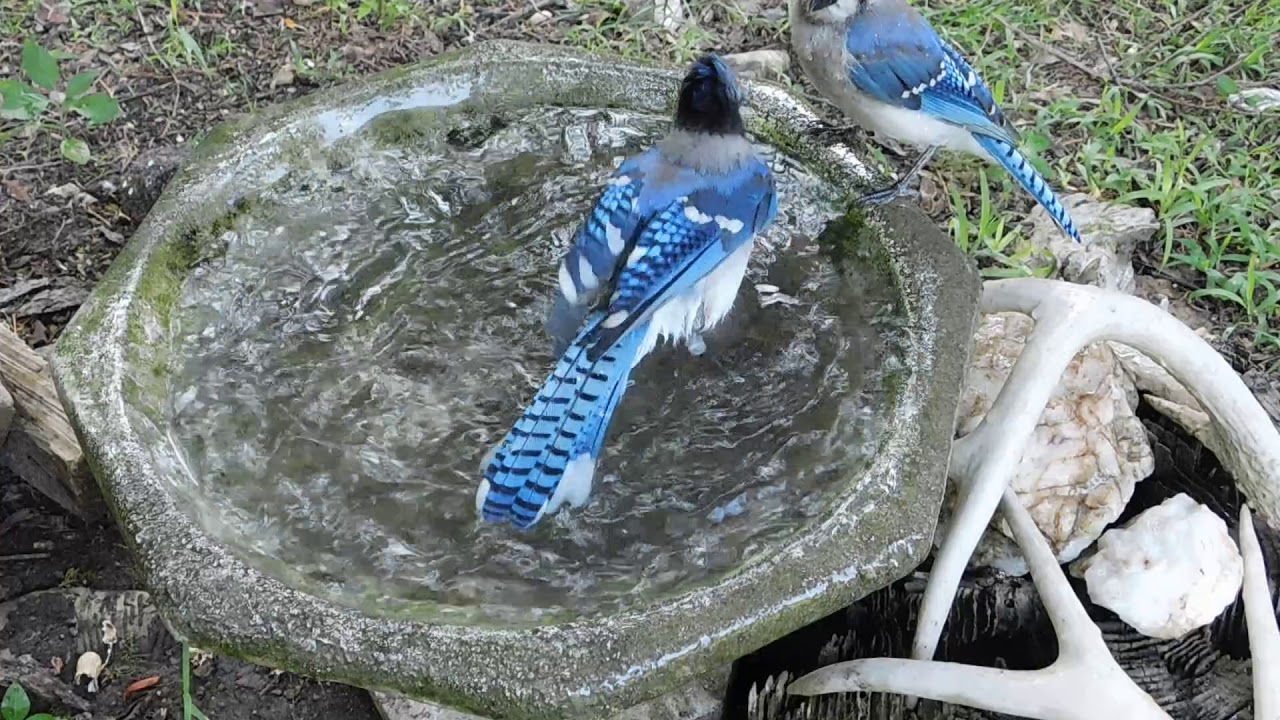 Two Blue Jay Bath time 1 Aug 2019 - YouTube