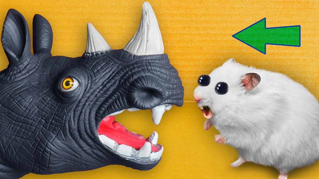 🦏 Monster Rhino - Hamster Maze with Traps 😱 [OBSTACLE COURSE] - YouTube