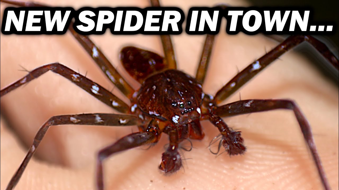 These GIANT SPIDERS Are Invading America... But Nobody Knows What They ...
