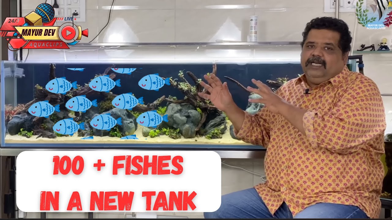 Complete Aquarium Fish List – Which One Should You Pick? - YouTube