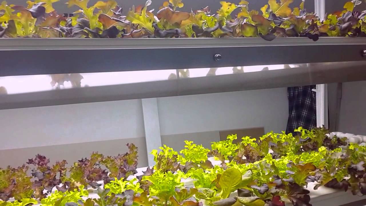 NFT growing for indoor farming. - YouTube