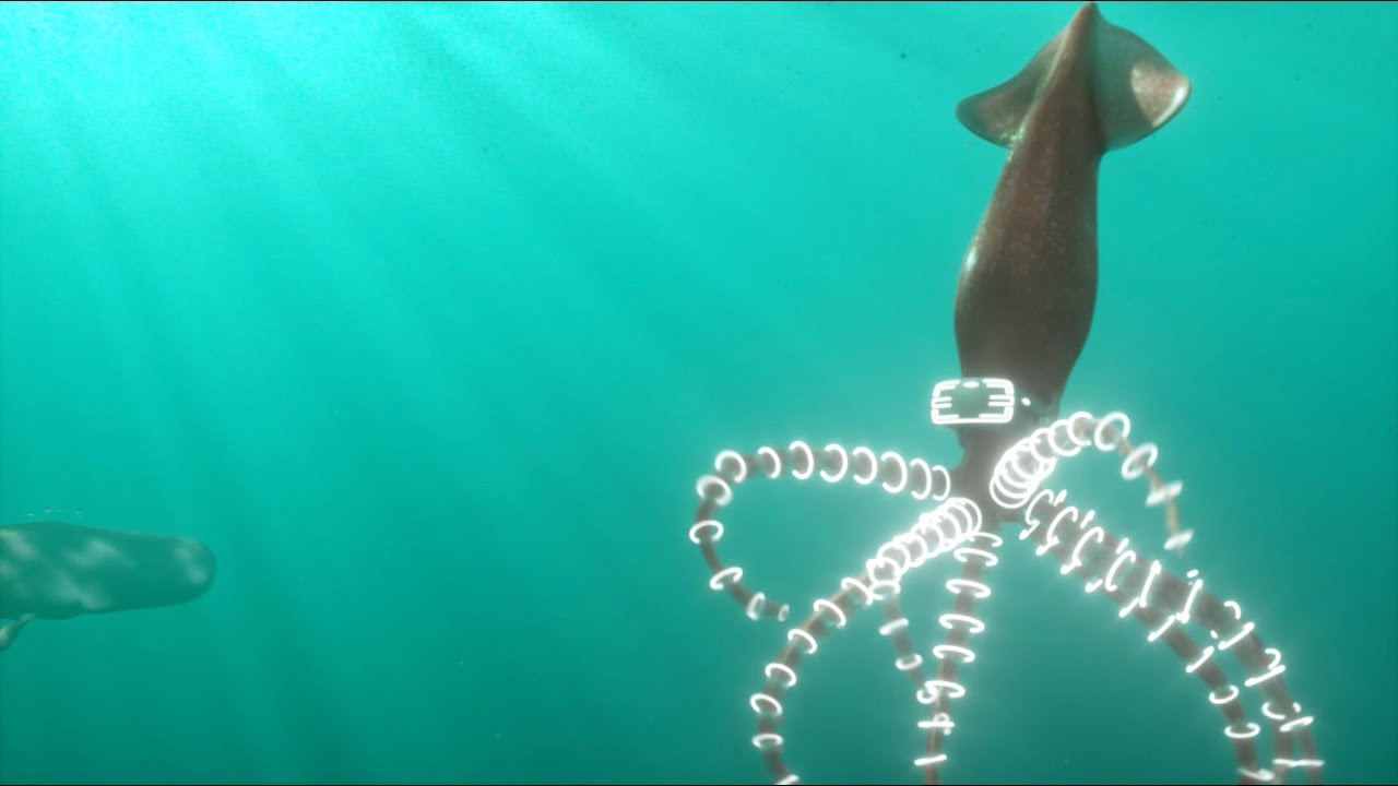 The Squid - Your transformation starts by connecting to us - YouTube