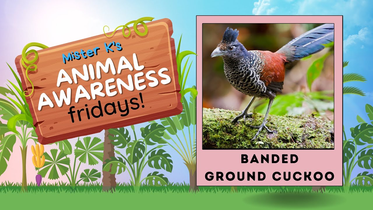 Banded Ground Cuckoo | Mister K's Animal Awareness Fridays - YouTube