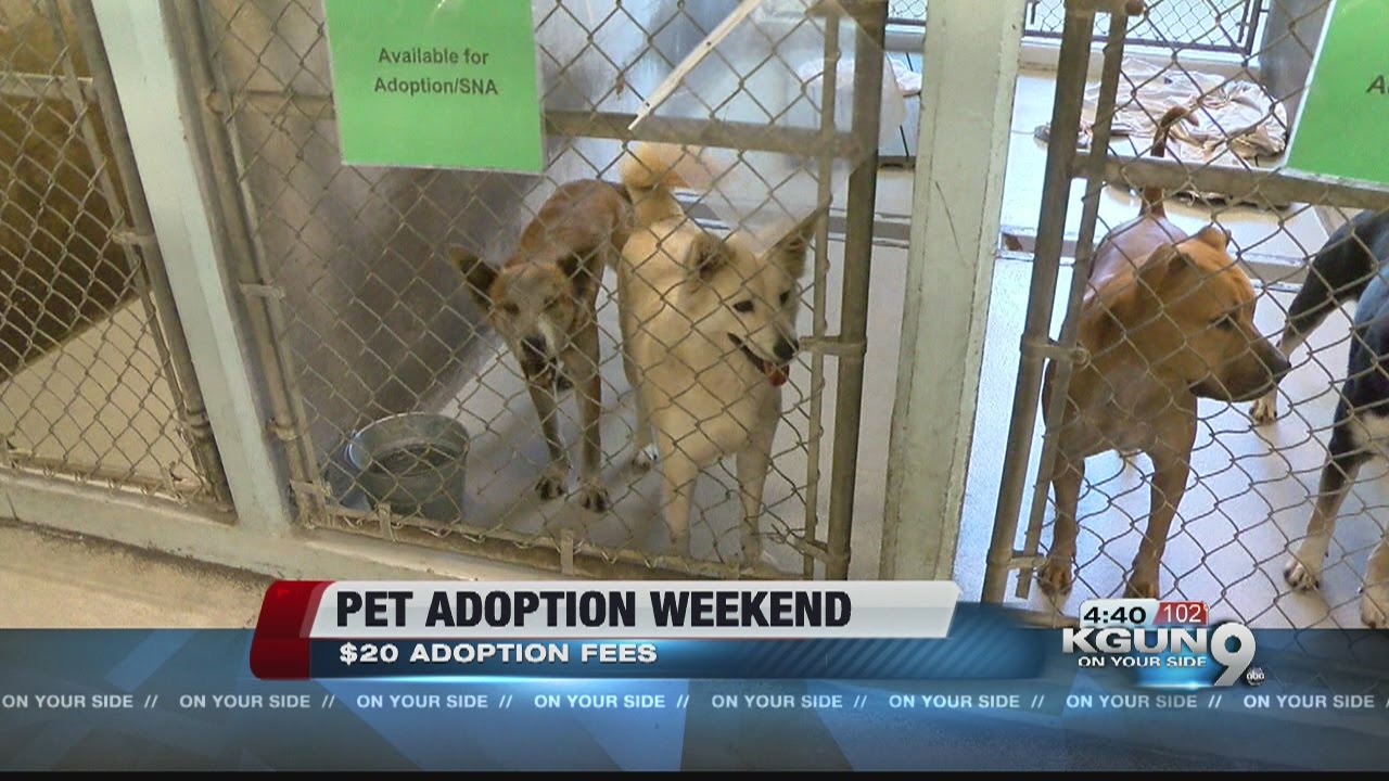 Pet Adoptions at Pima Animal Care Center - YouTube