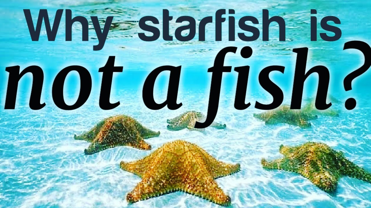 Why starfish is not a fish and how he survives? - YouTube