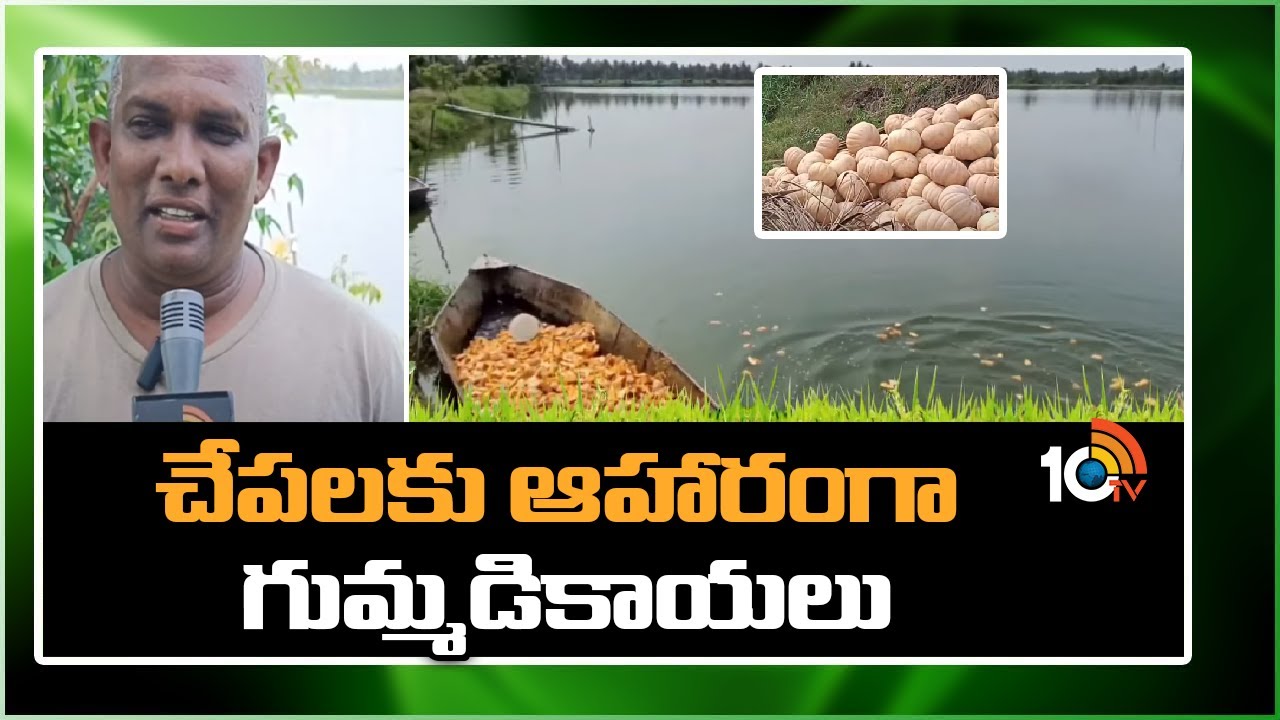 చేప‌ల‌కు ఆహారంగా గుమ్మ‌డికాయ‌లు | Gourds as food for fish | Matti ...