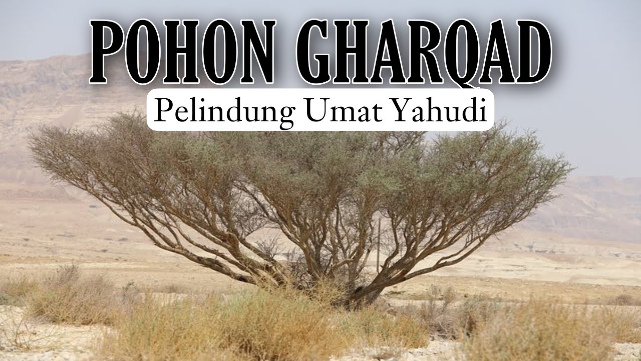 Mengenal Pohon Gharqad di Palestina yang ditanam oleh Israel # ...