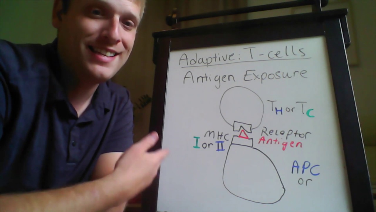 BIOL 2020 Online Week 5 - Immune System Part II - YouTube