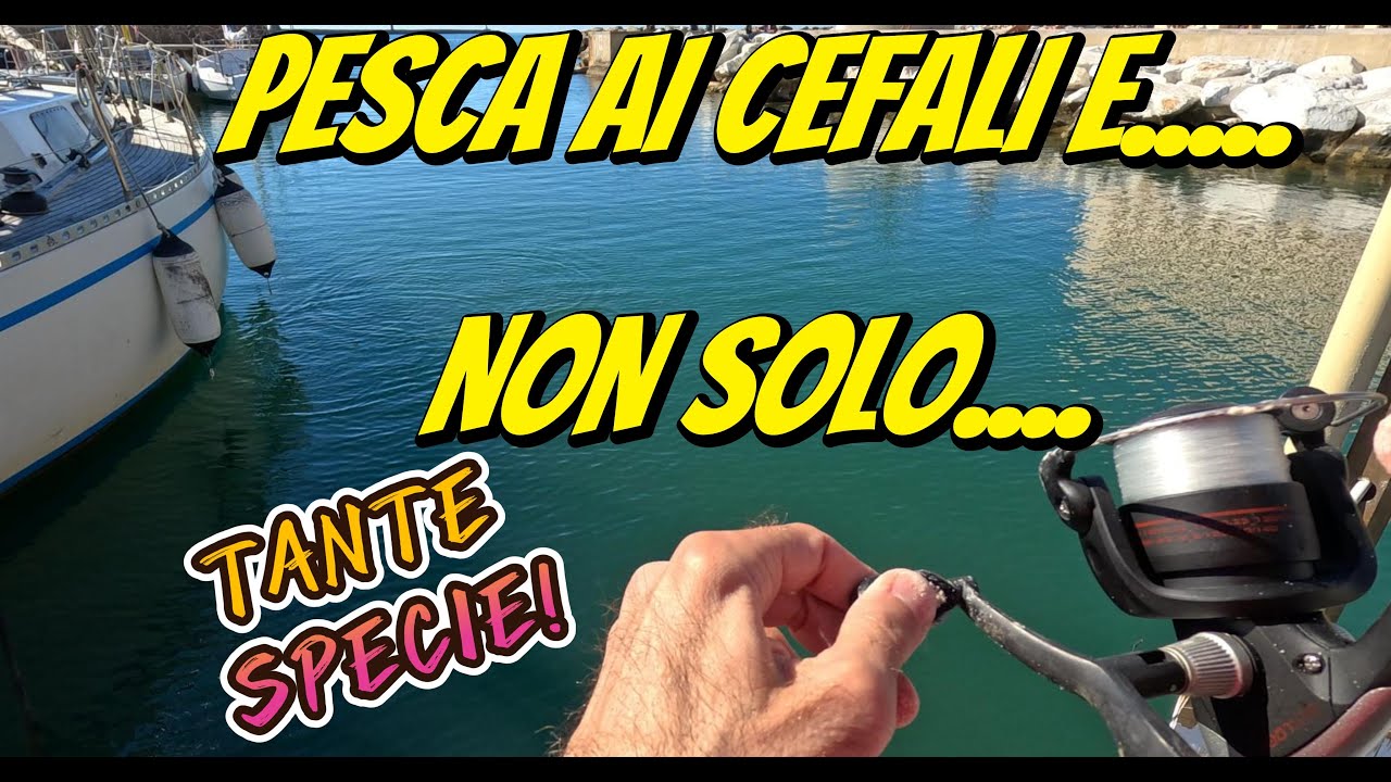 PESCA AI CEFALI E NON SOLO....TANTE SPECIE CATTURATE - YouTube